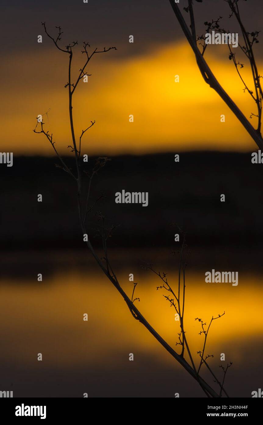 Lake at sunset, coastal grass and trees. light of the sunset above the ...