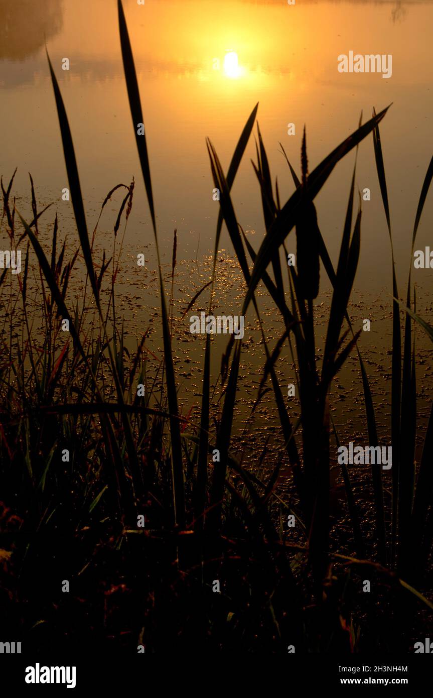 Coastal grass hi-res stock photography and images - Alamy