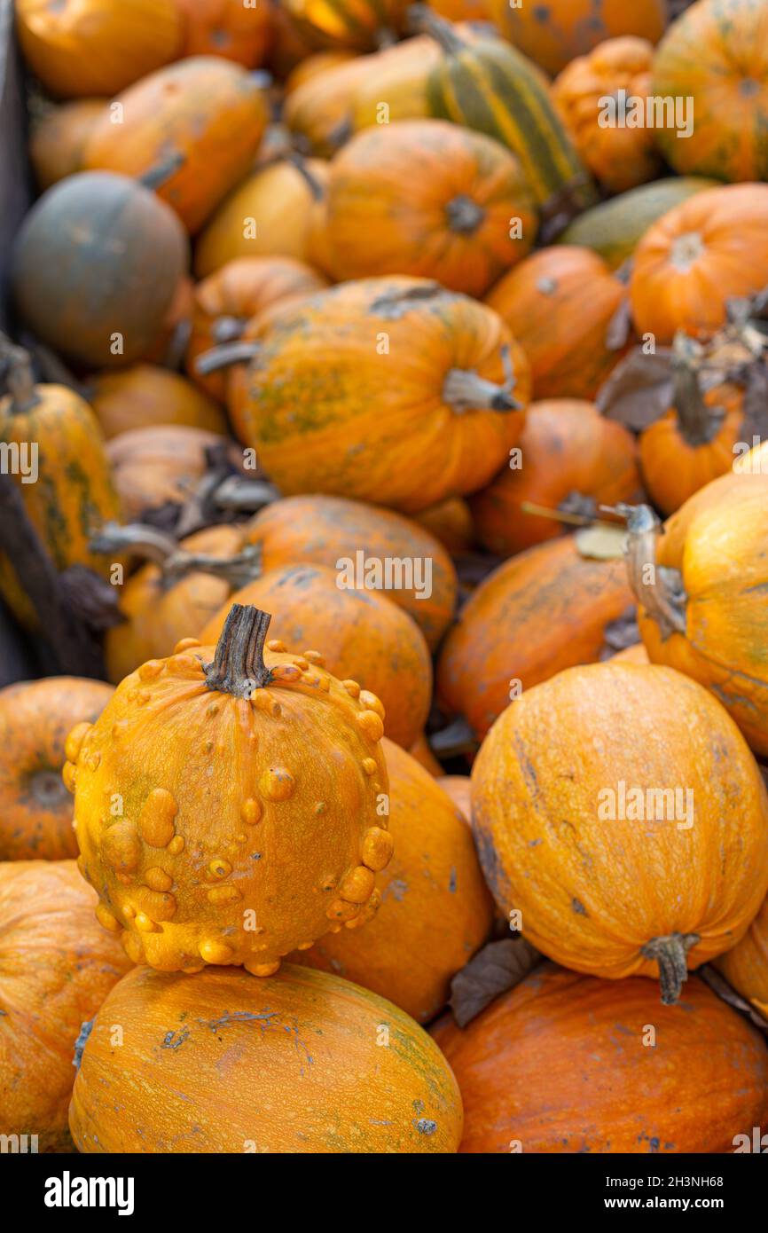Autumn harvest of pumpkins Stock Photo - Alamy
