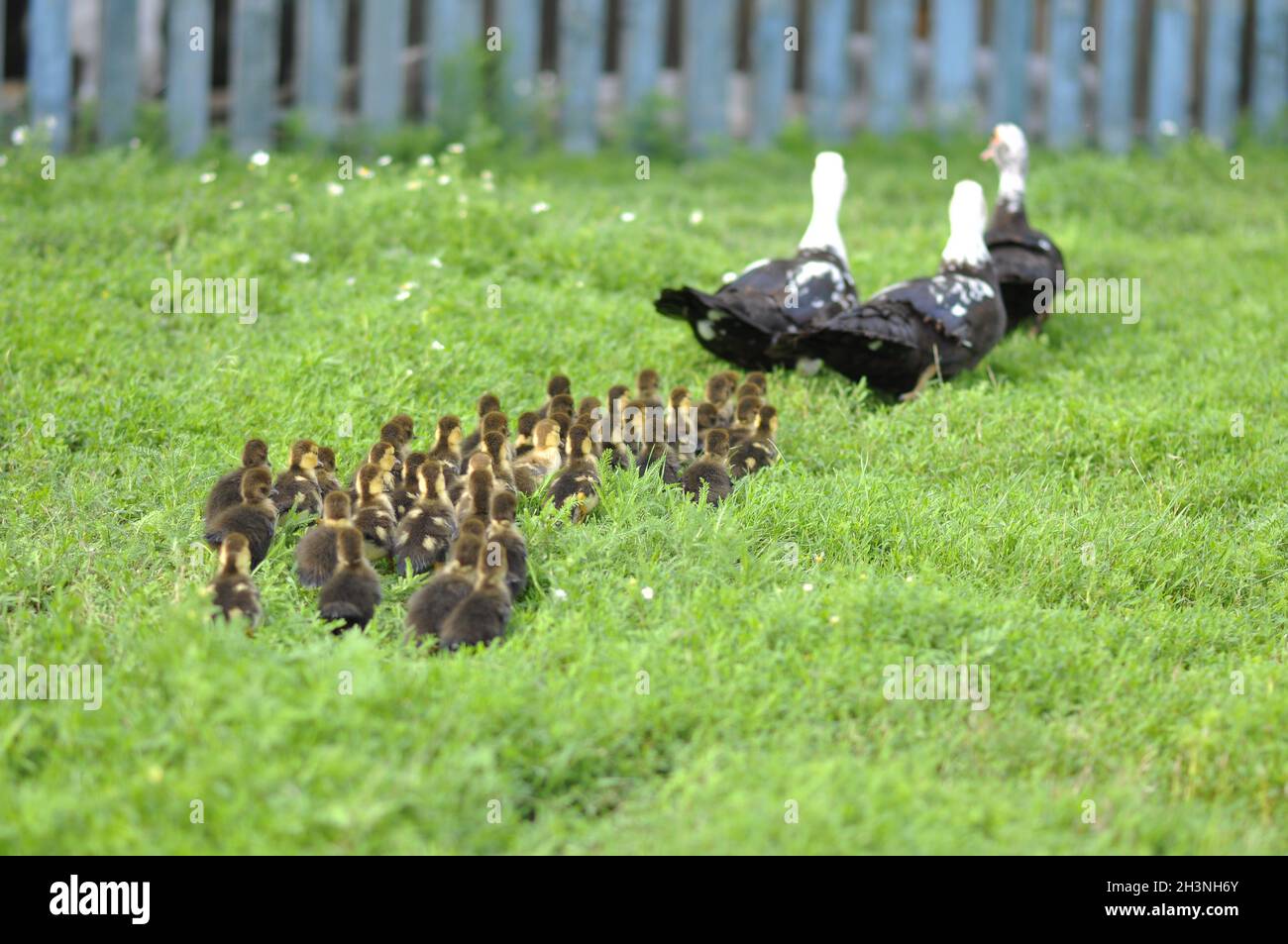 Ducklings in summer hi-res stock photography and images - Alamy