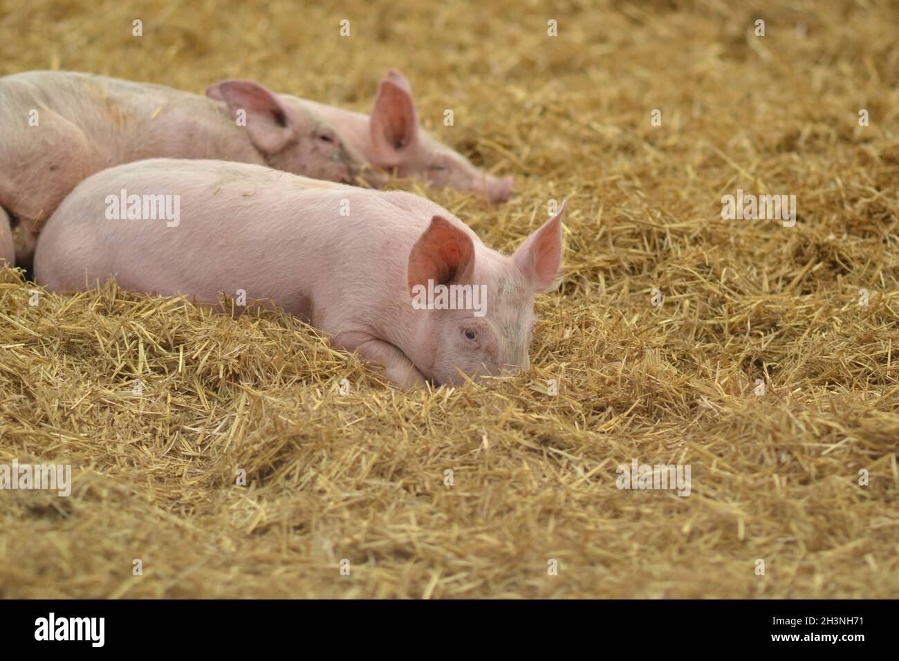 Pig in hay hi-res stock photography and images - Alamy