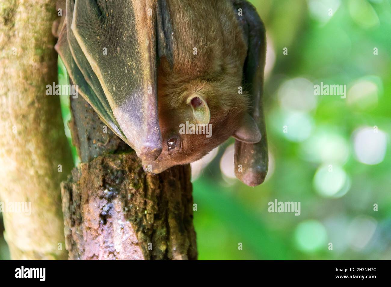 Bat portrait. Indian flying fox (Pteropus giganteus chinghaiensis Stock ...
