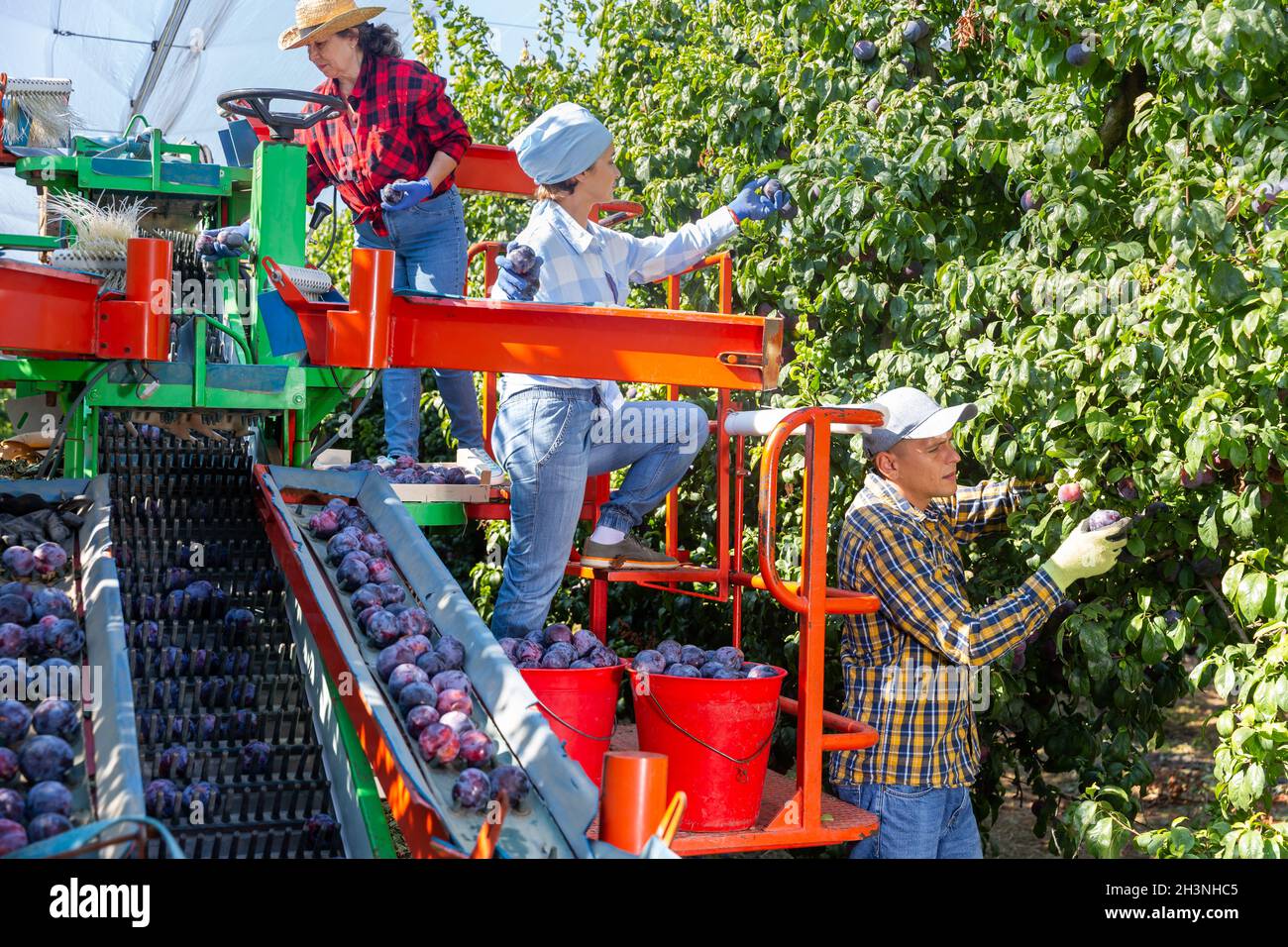Workers picking ripe plums in orchard on harvesting platform Stock ...