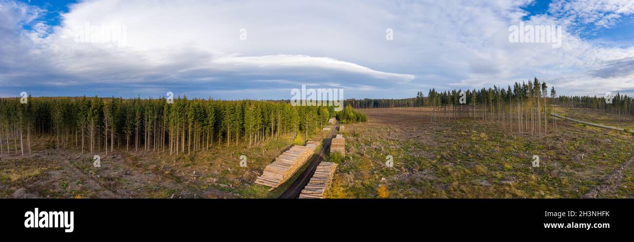 Tree death resin cleared forest areas Stock Photo - Alamy