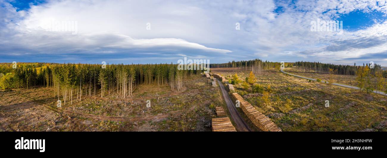 Tree death resin cleared forest areas Stock Photo - Alamy
