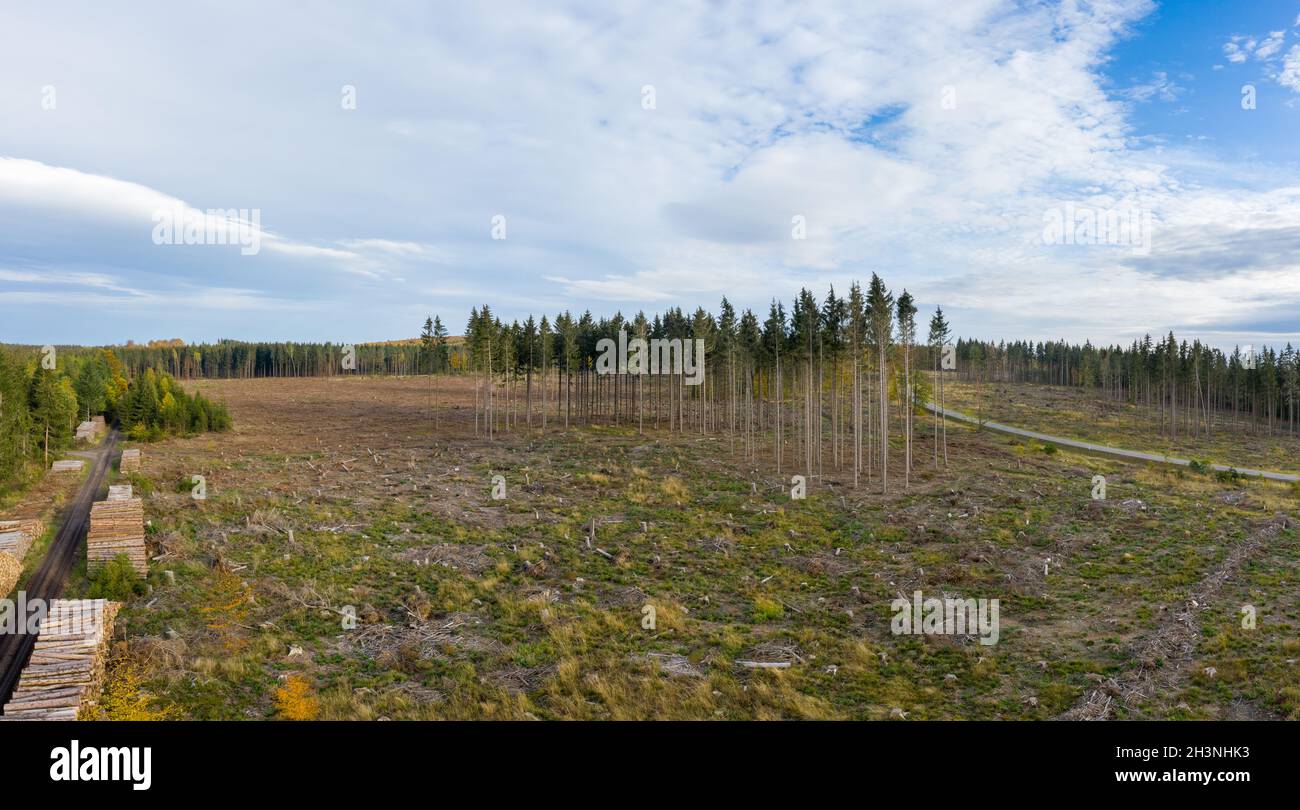 Tree death resin cleared forest areas Stock Photo - Alamy
