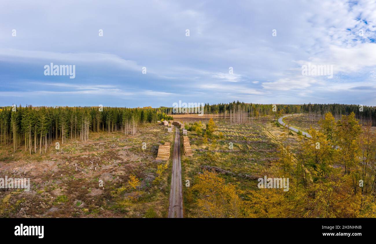 Tree death resin cleared forest areas Stock Photo - Alamy