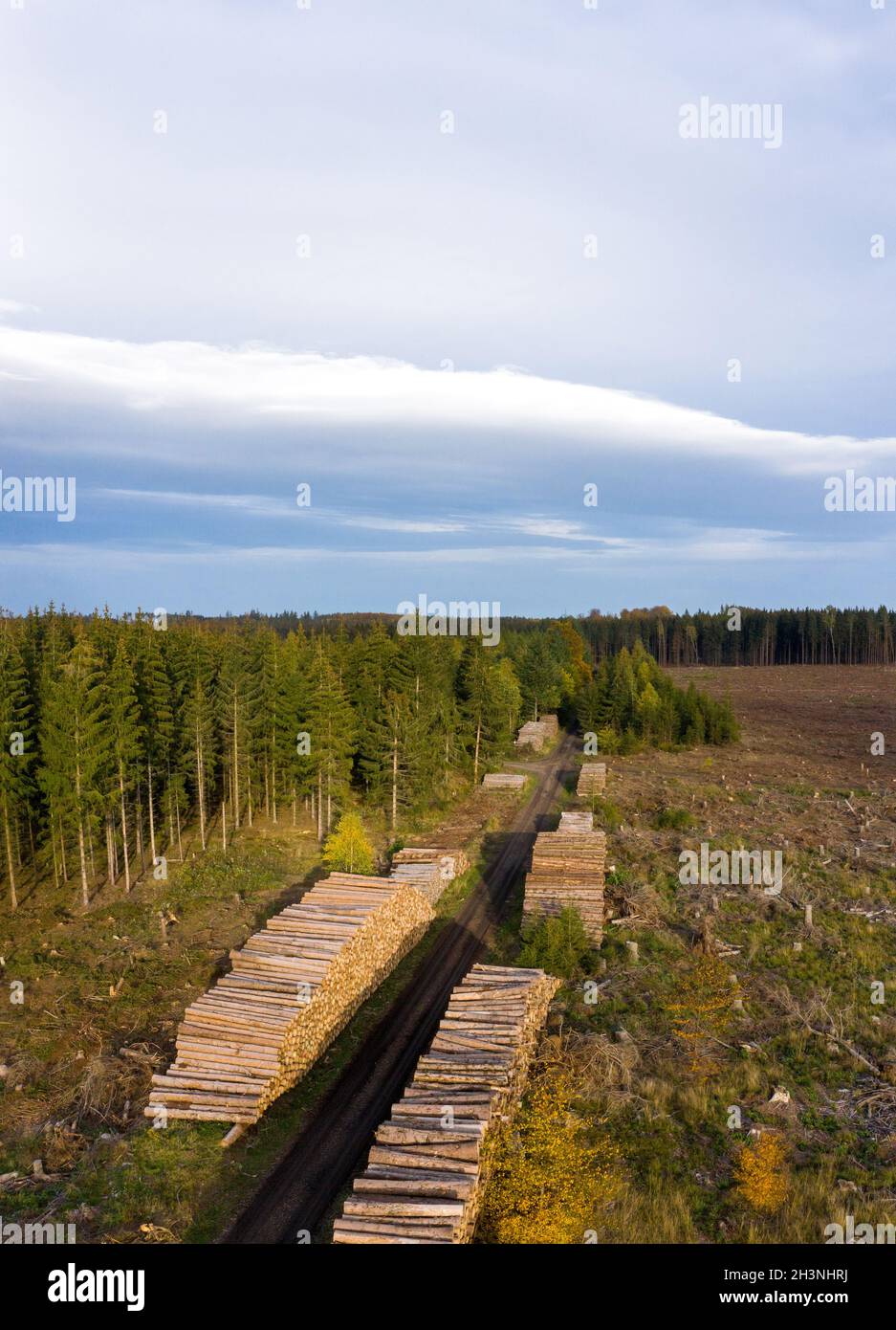 Tree death resin cleared forest areas Stock Photo - Alamy