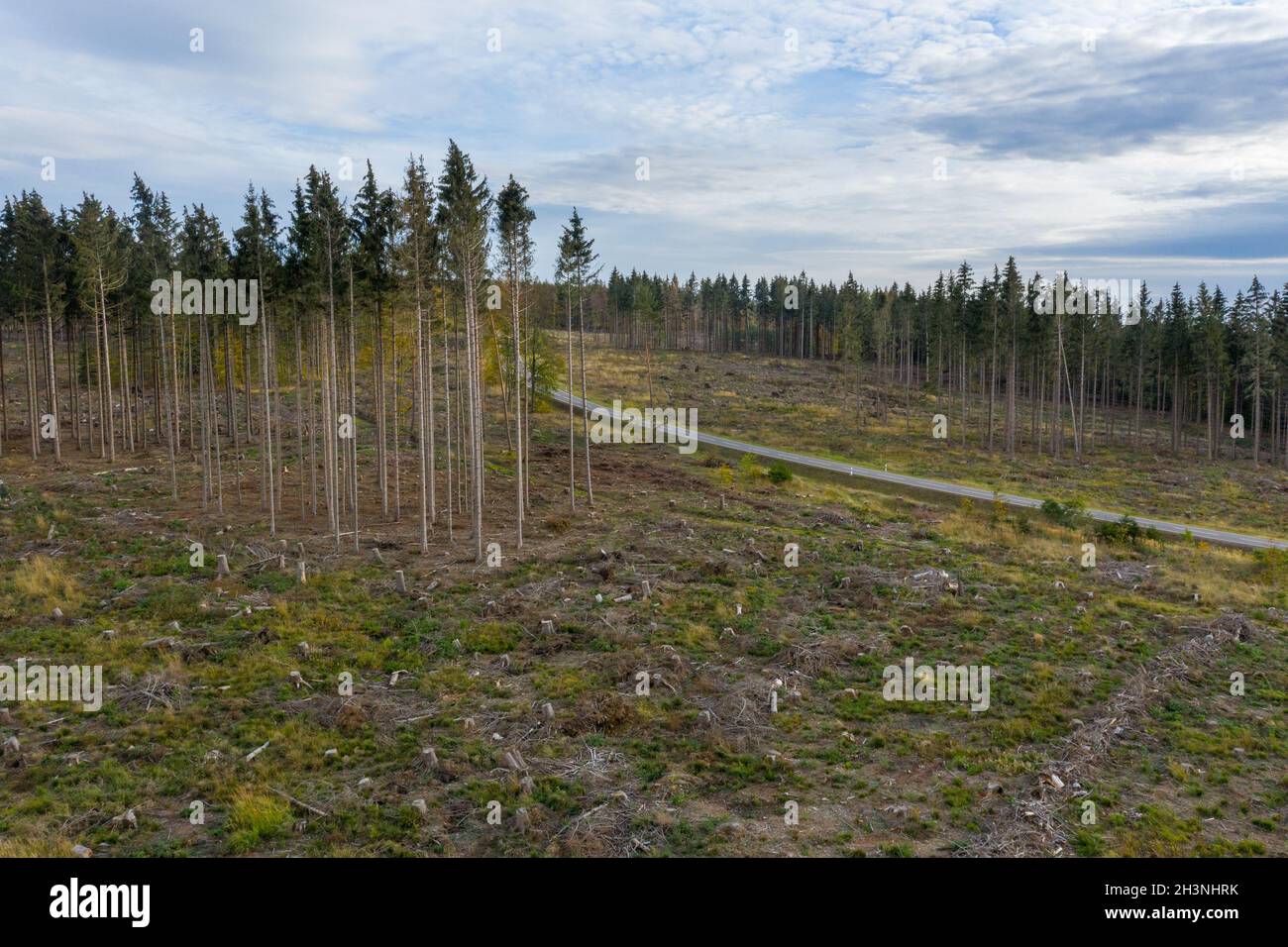 Tree death resin cleared forest areas Stock Photo - Alamy
