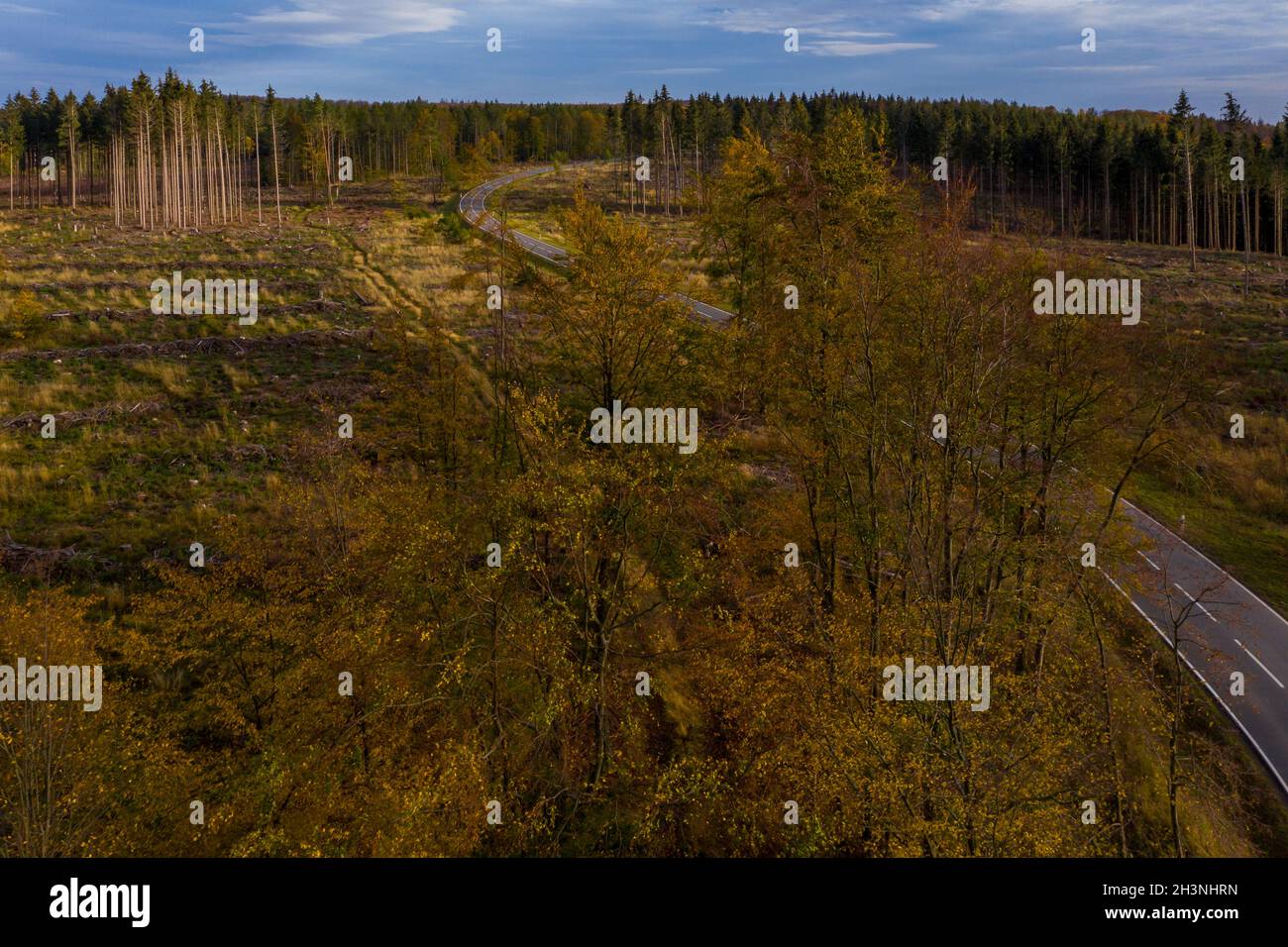 Tree death resin cleared forest areas Stock Photo - Alamy