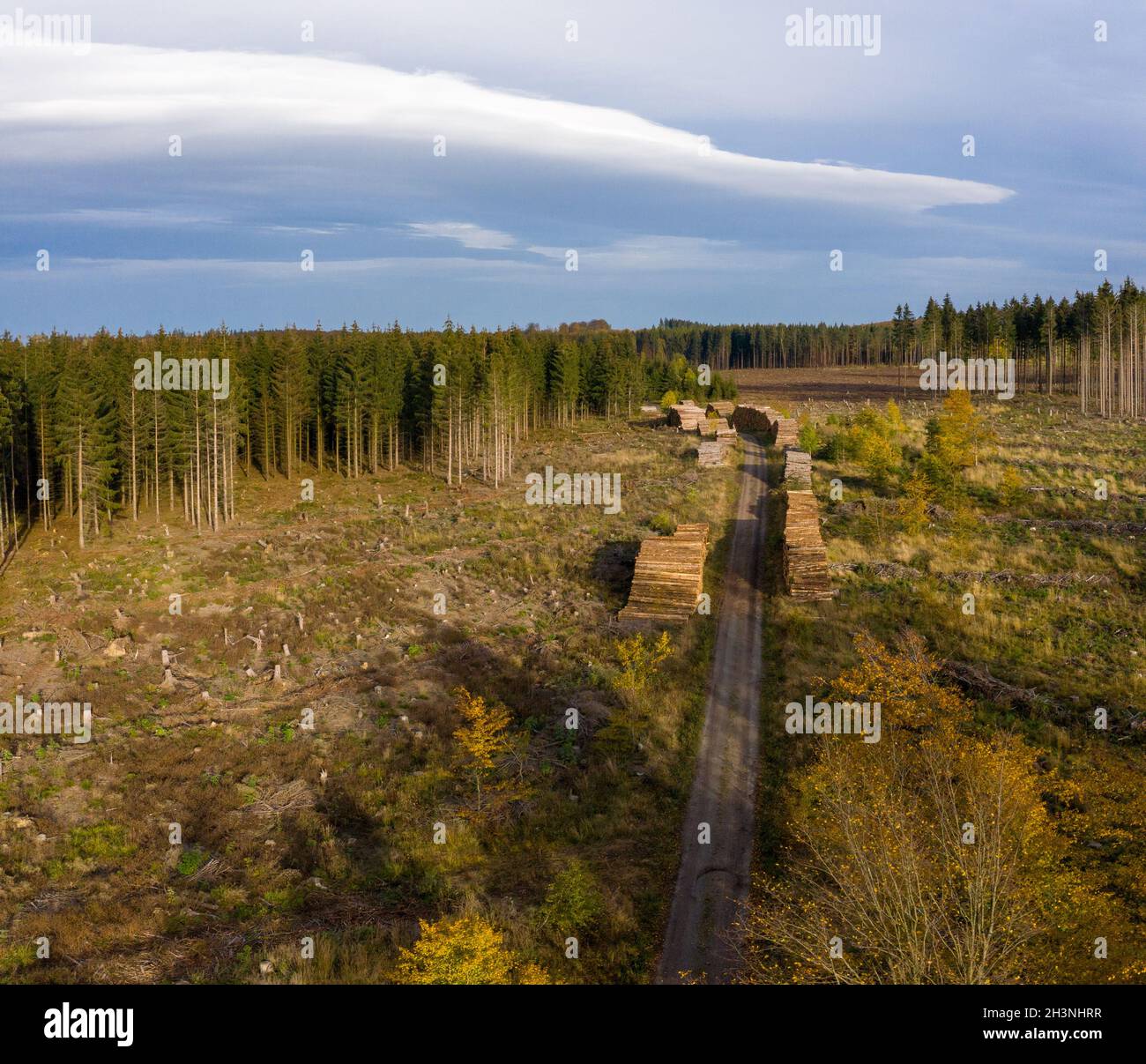 Tree death resin cleared forest areas Stock Photo - Alamy