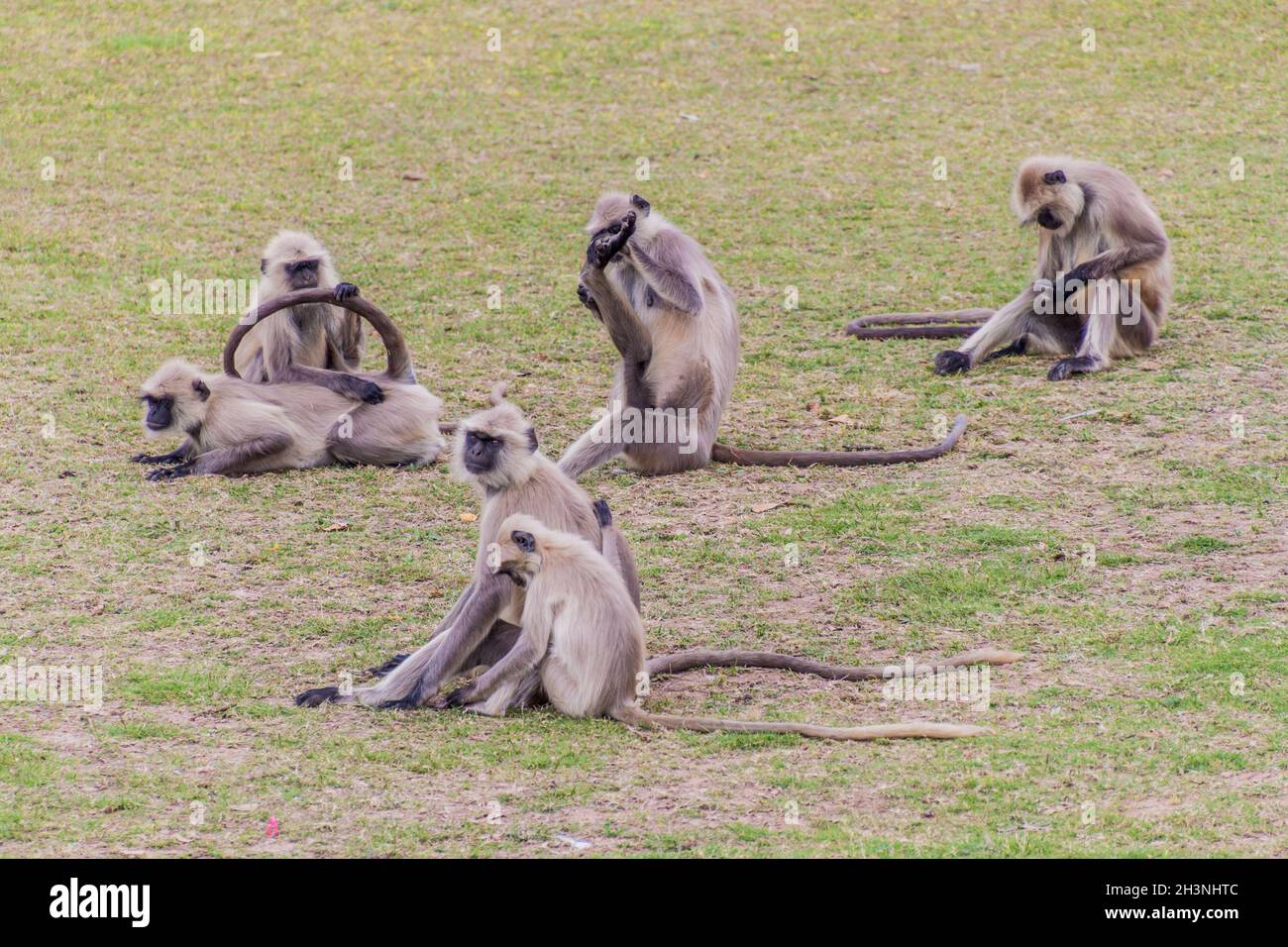 Chittorgarh monkey hi-res stock photography and images - Alamy
