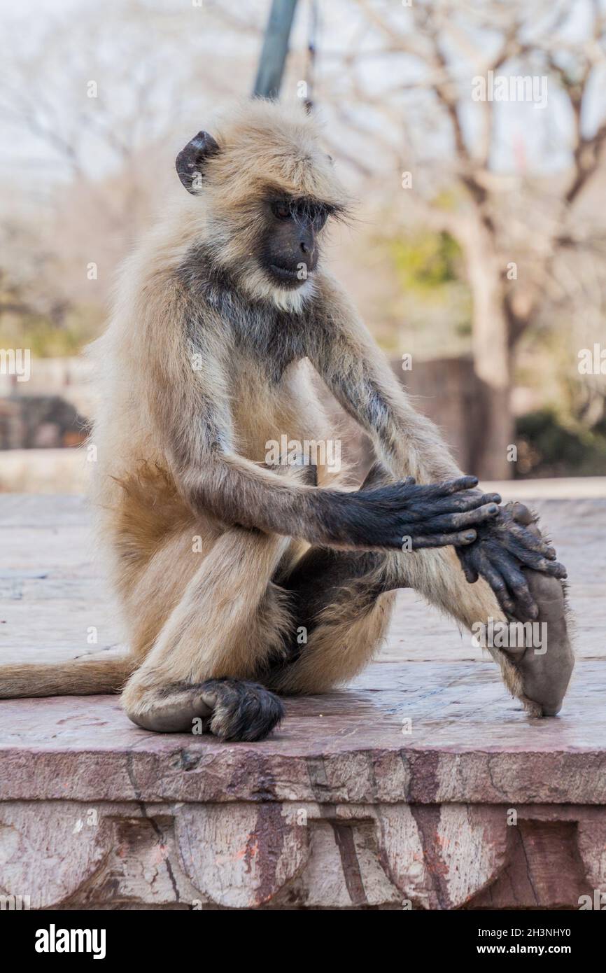 Ape state hi-res stock photography and images - Alamy
