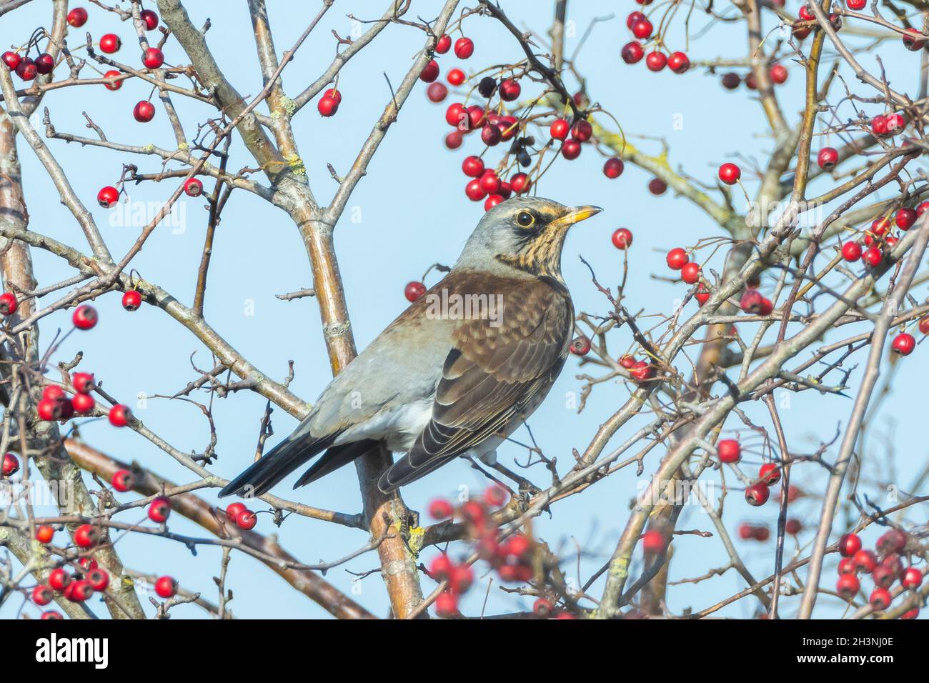 A fieldfare, Turdus pilaris, bird eating berries on a hawthorn bush ...