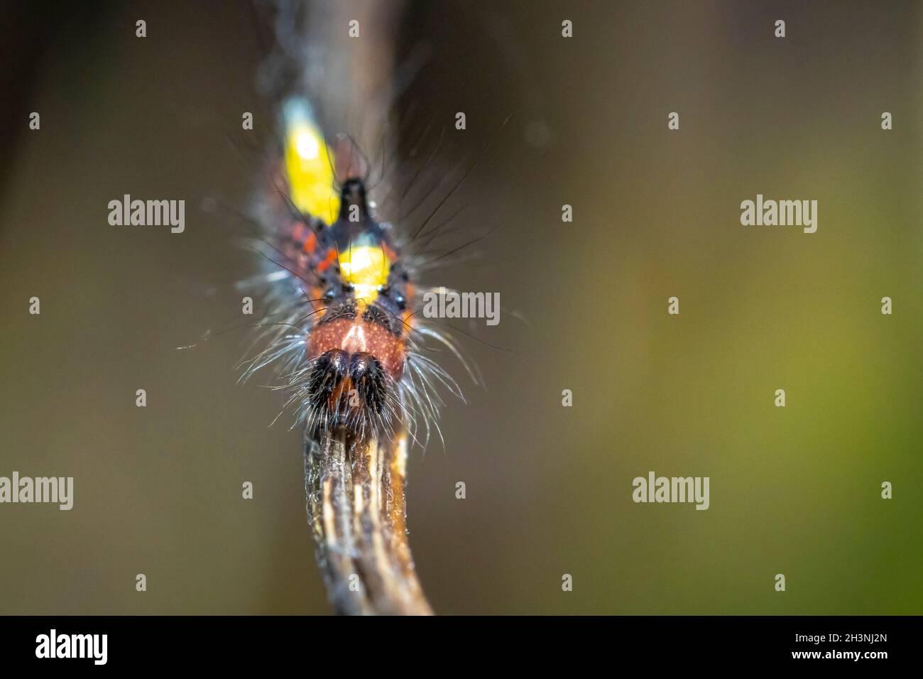 Closeup of a caterpillar of a grey dagger, Acronicta psi, moth crawling ...