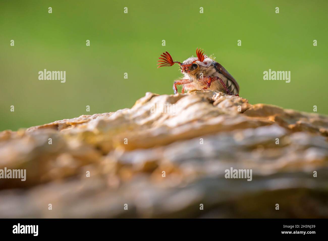 Closeup of a forest cockchafer, melolontha hippocastani, foraginging on ...