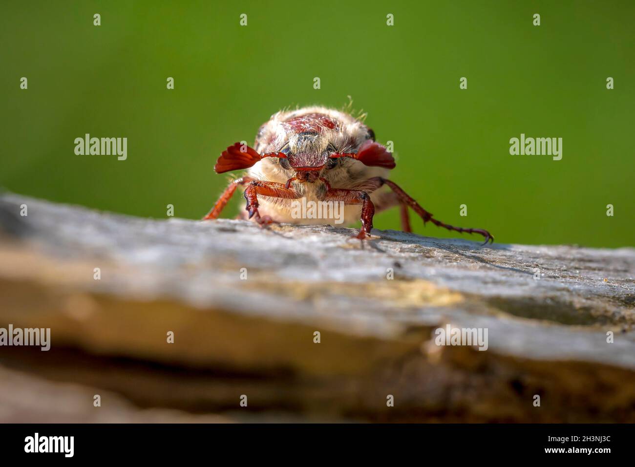Closeup of a forest cockchafer, melolontha hippocastani, foraginging on ...