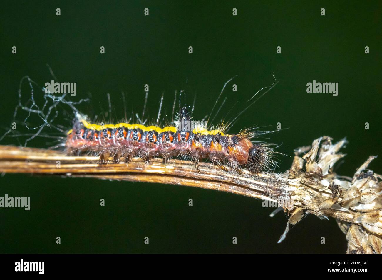 Closeup of a caterpillar of a grey dagger, Acronicta psi, moth crawling ...