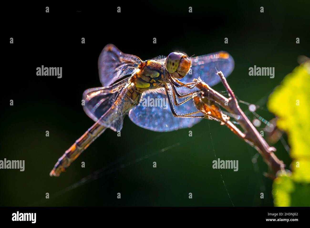 View of a common Darter, Sympetrum striolatum, female with his wings ...