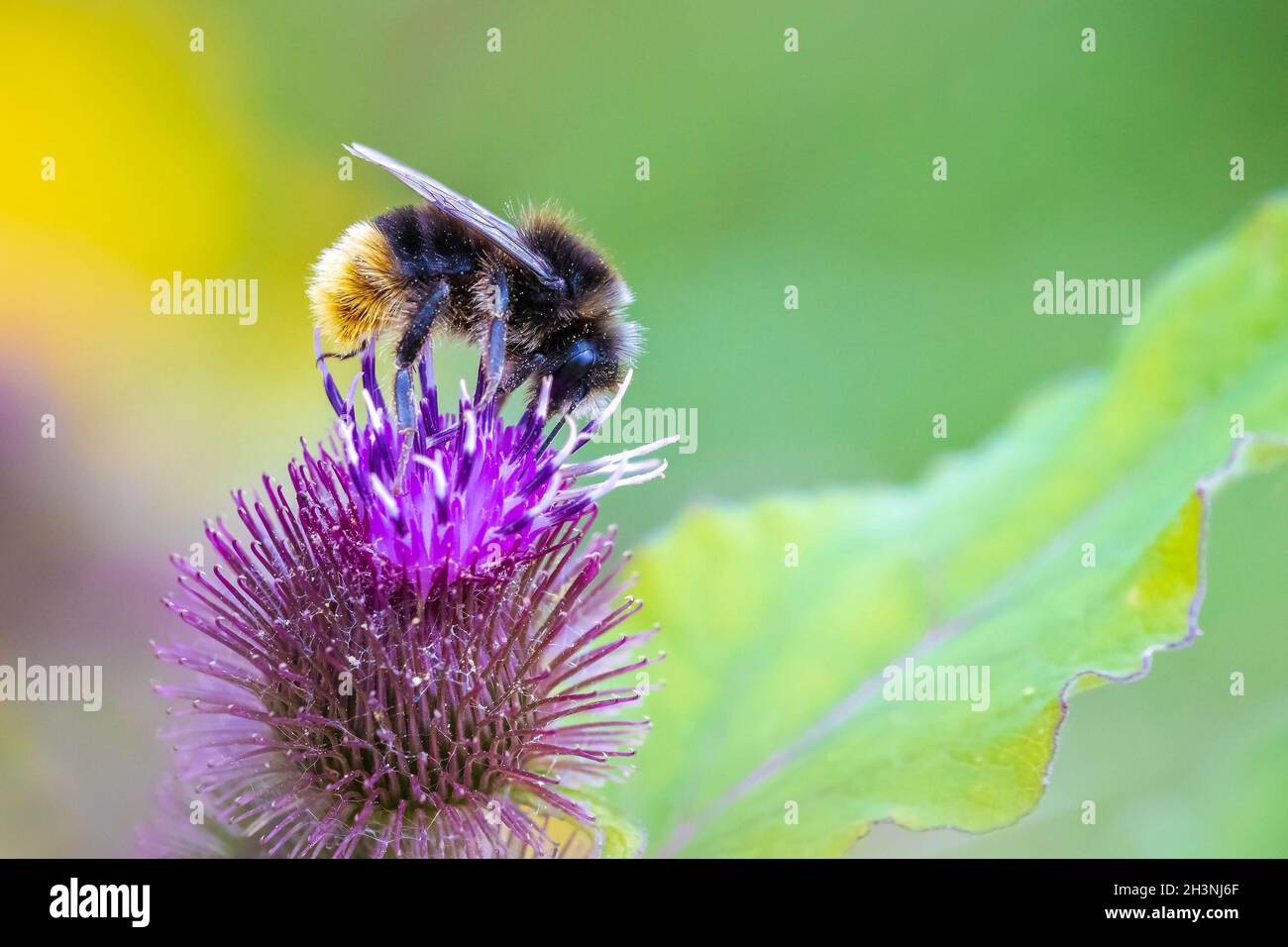 Closeup of a red-tailed bumblebee, Bombus lapidarius, feeding nectar of ...