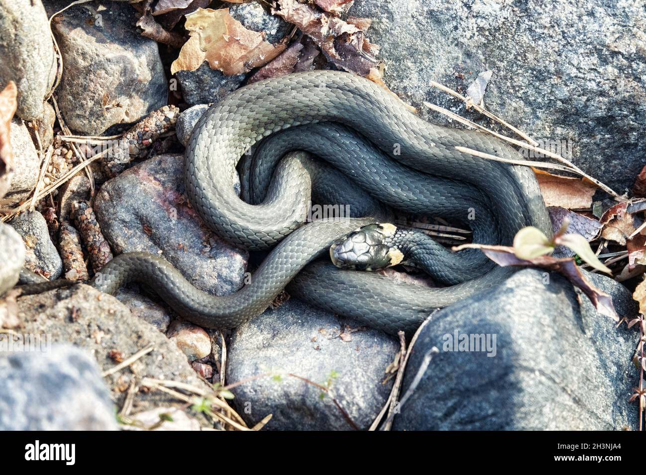 Common Grass-snake (Natrix natrix) from East Baltic sea Stock Photo - Alamy