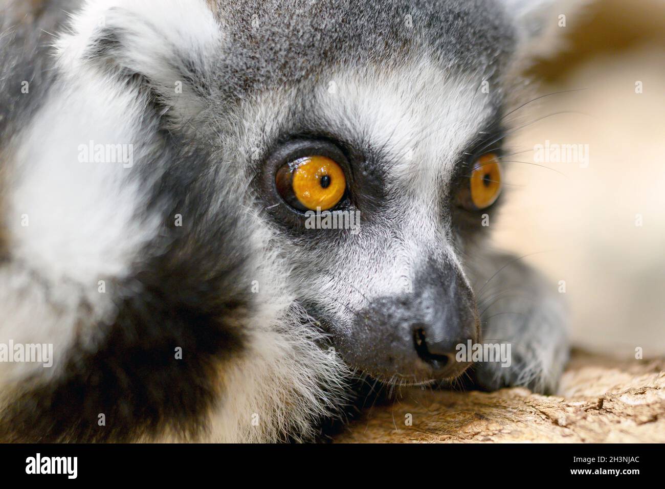 Lemur photography hi-res stock photography and images - Alamy