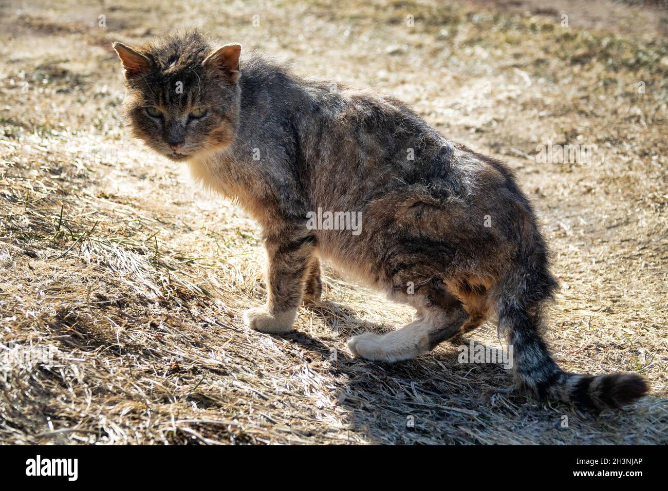 Wild stray cat in village Stock Photo - Alamy