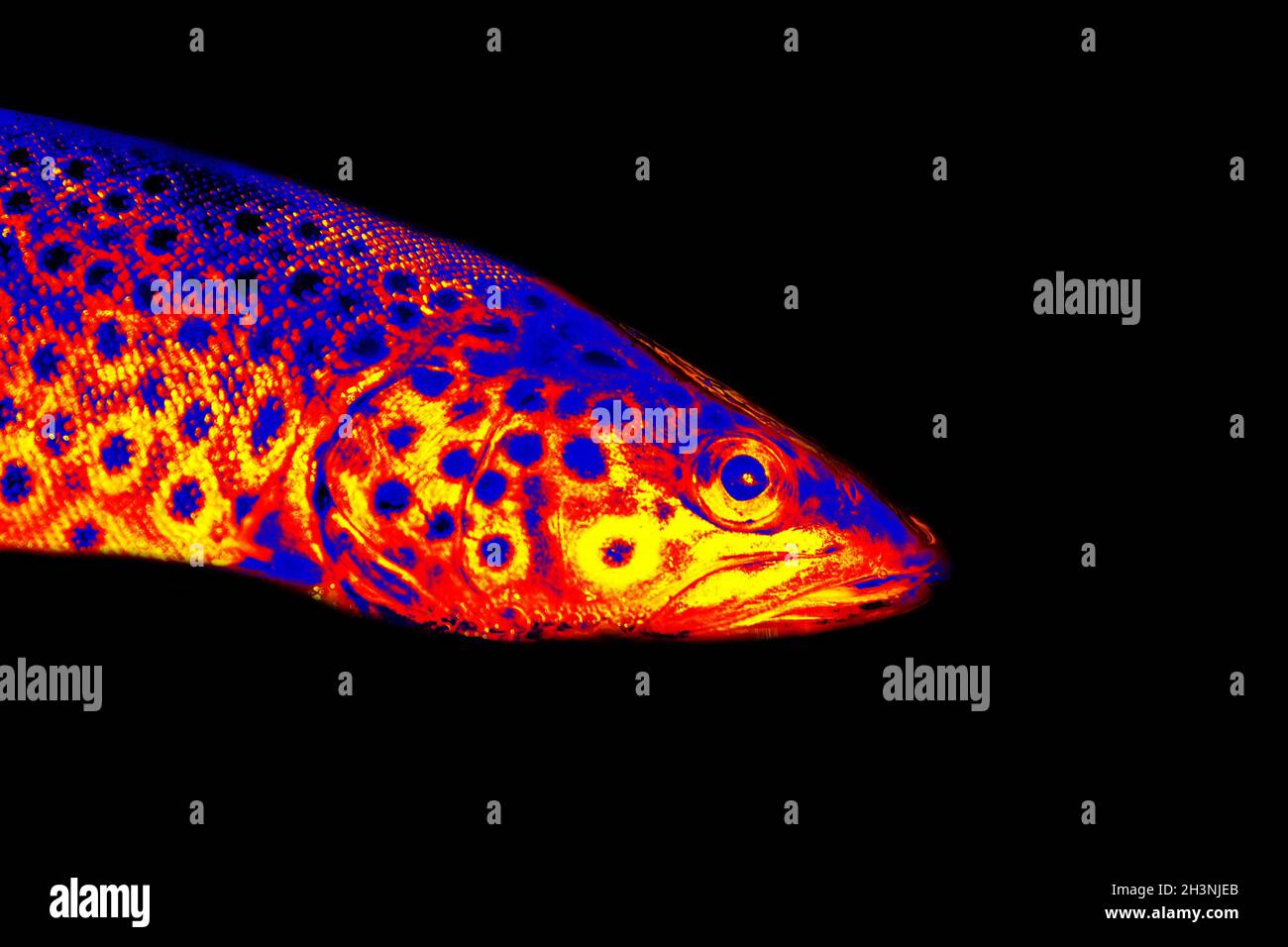 Fish salmon in scientific high-tech thermal imager Stock Photo - Alamy