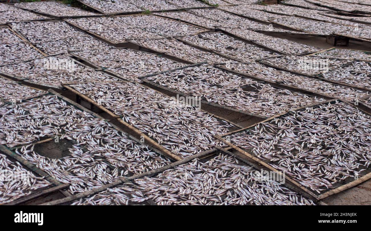 Small fish (ca com) for production of fish sauce in factory Stock Photo ...