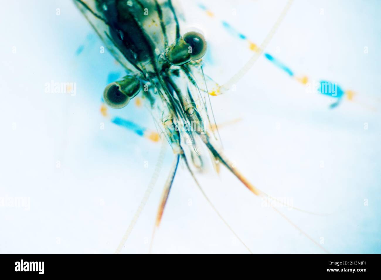 Rockpool shrimp (Palaemon elegans) from southern coast of Black Sea ...
