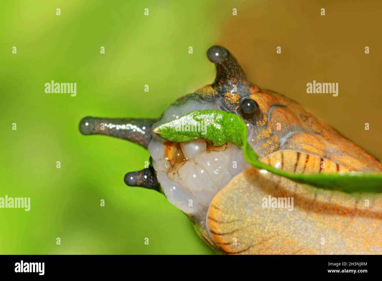 Red slug 'Arion rufus' Stock Photo - Alamy