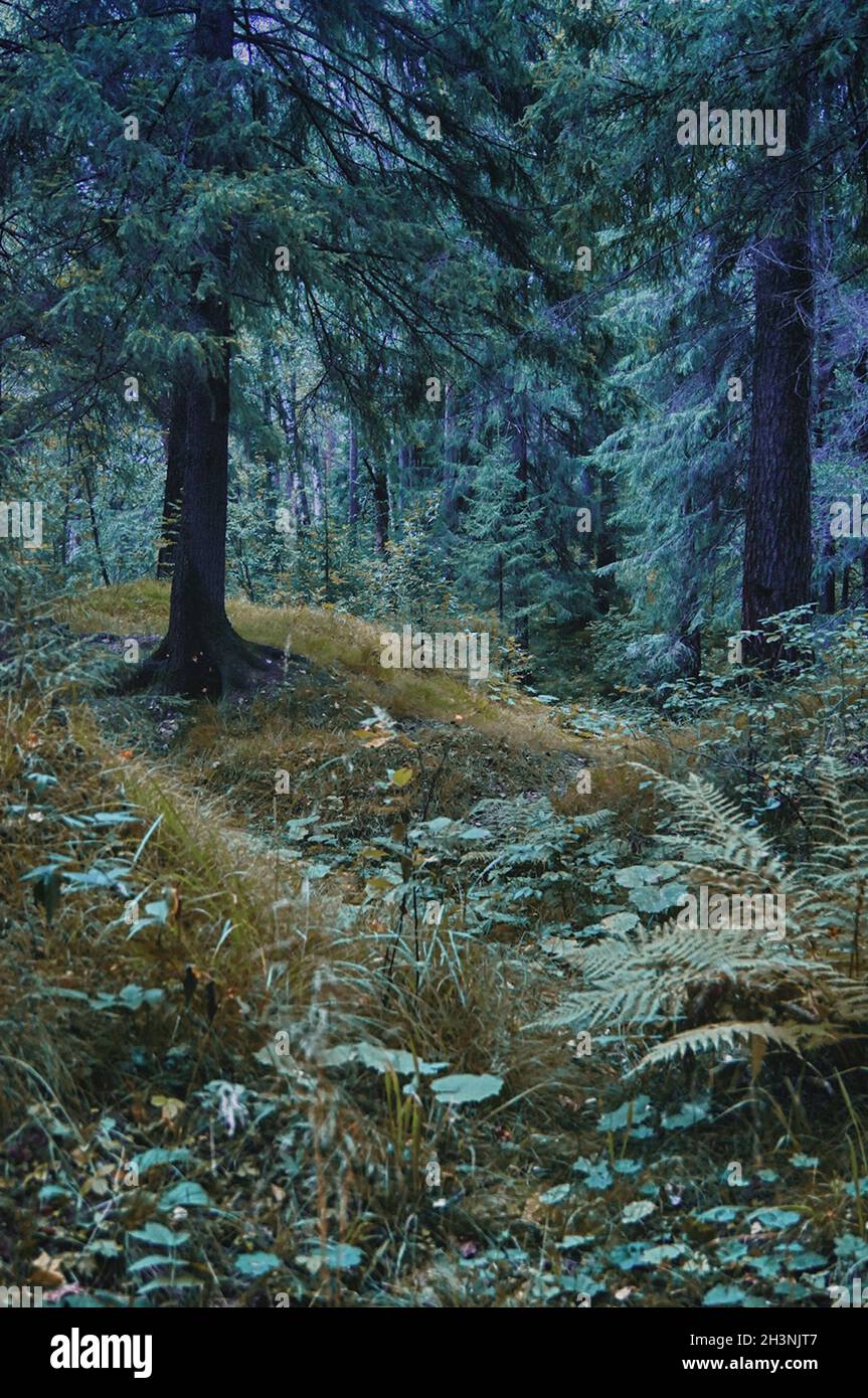 Nature landscape is forest and grass. Beautiful Stock Photo - Alamy
