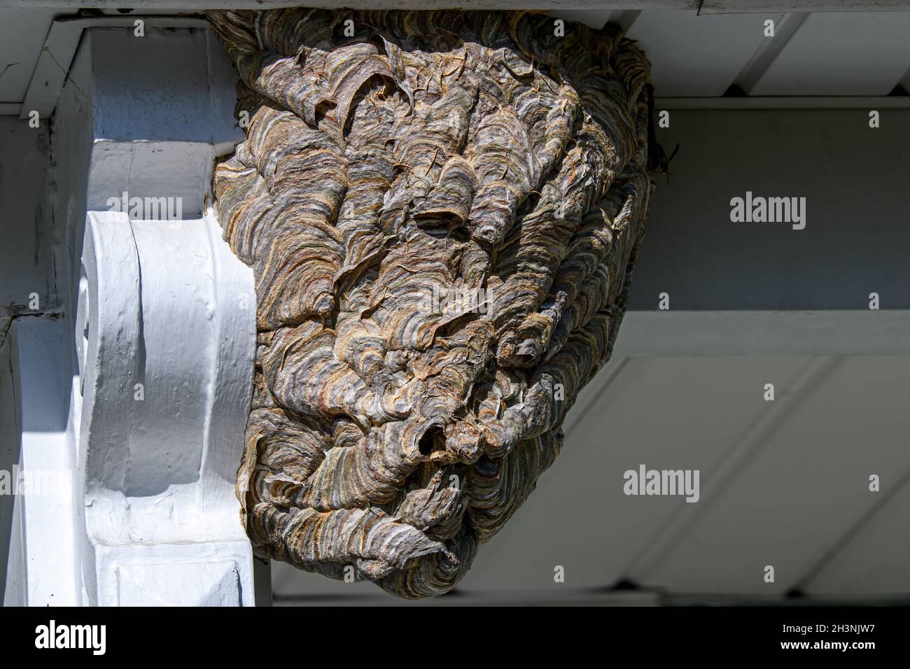 Bald-faced hornets paper nest. It is a species of yellow jacket wasp ...