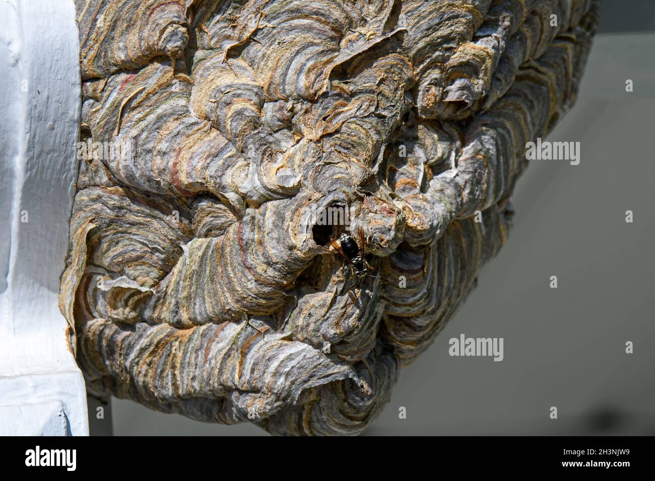 Bald-faced hornets paper nest. It is a species of yellow jacket wasp ...