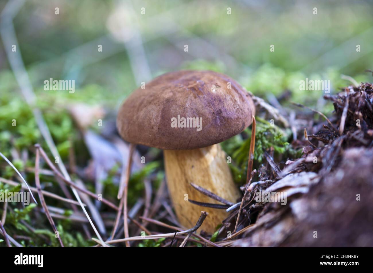 Marone pilze im wald hi-res stock photography and images - Alamy