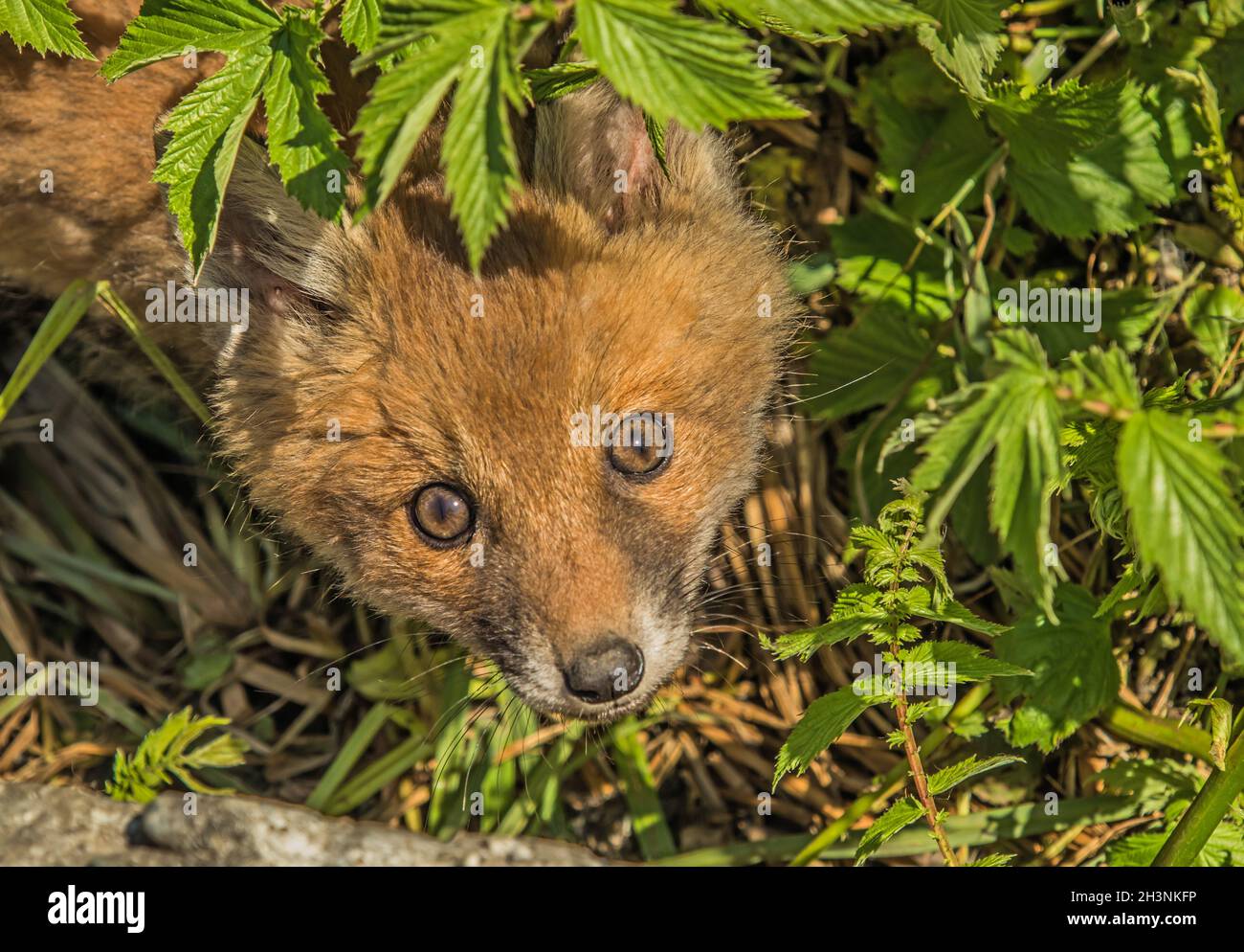 Young red fox hi-res stock photography and images - Alamy