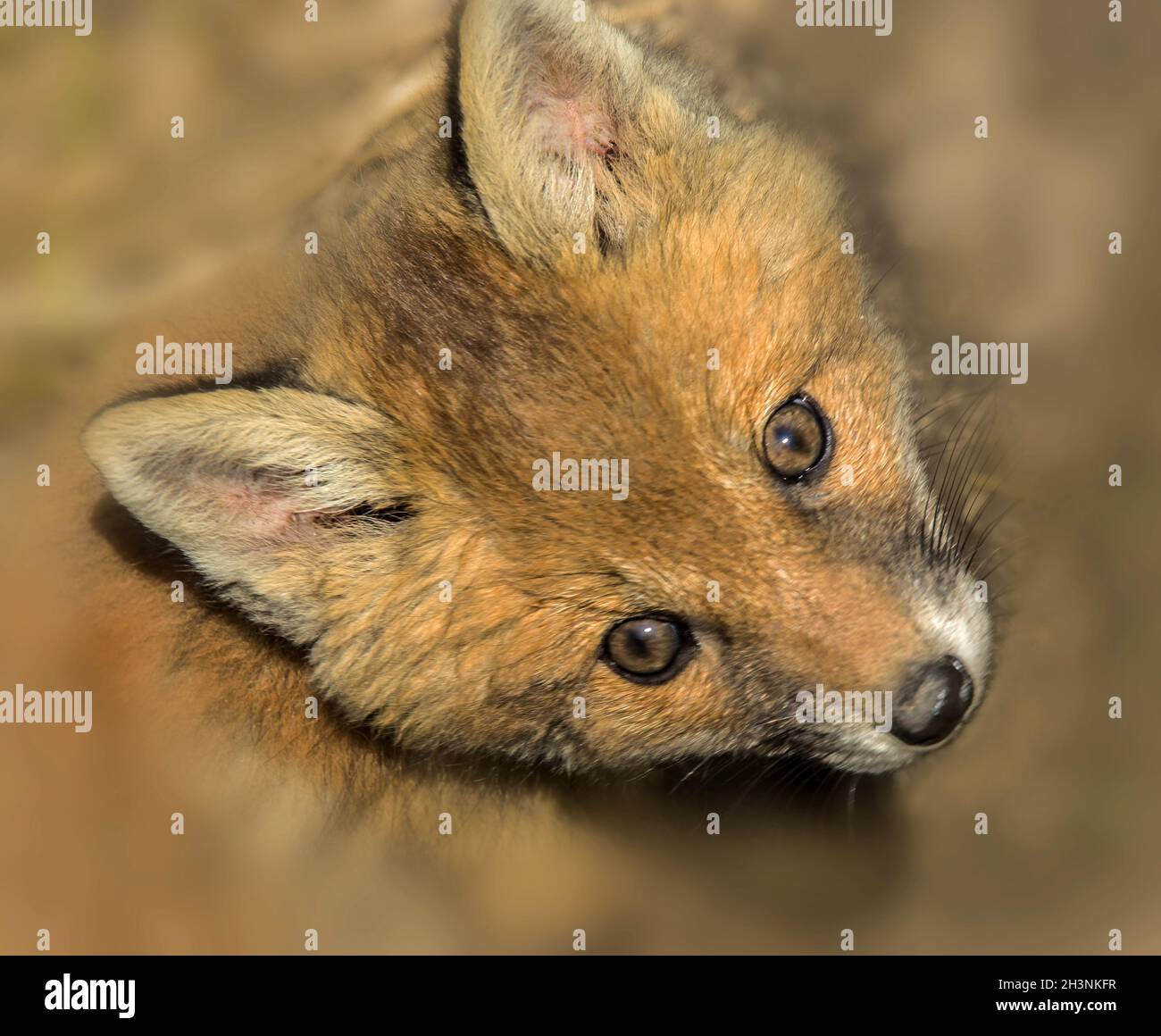 Young red fox hi-res stock photography and images - Alamy