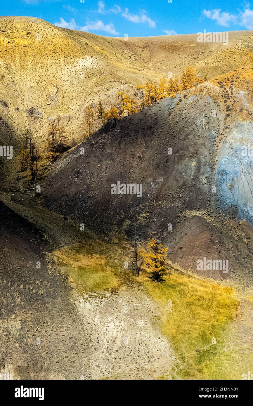 Colorful hills on the altai. Two lonely trees on mountain Stock Photo ...