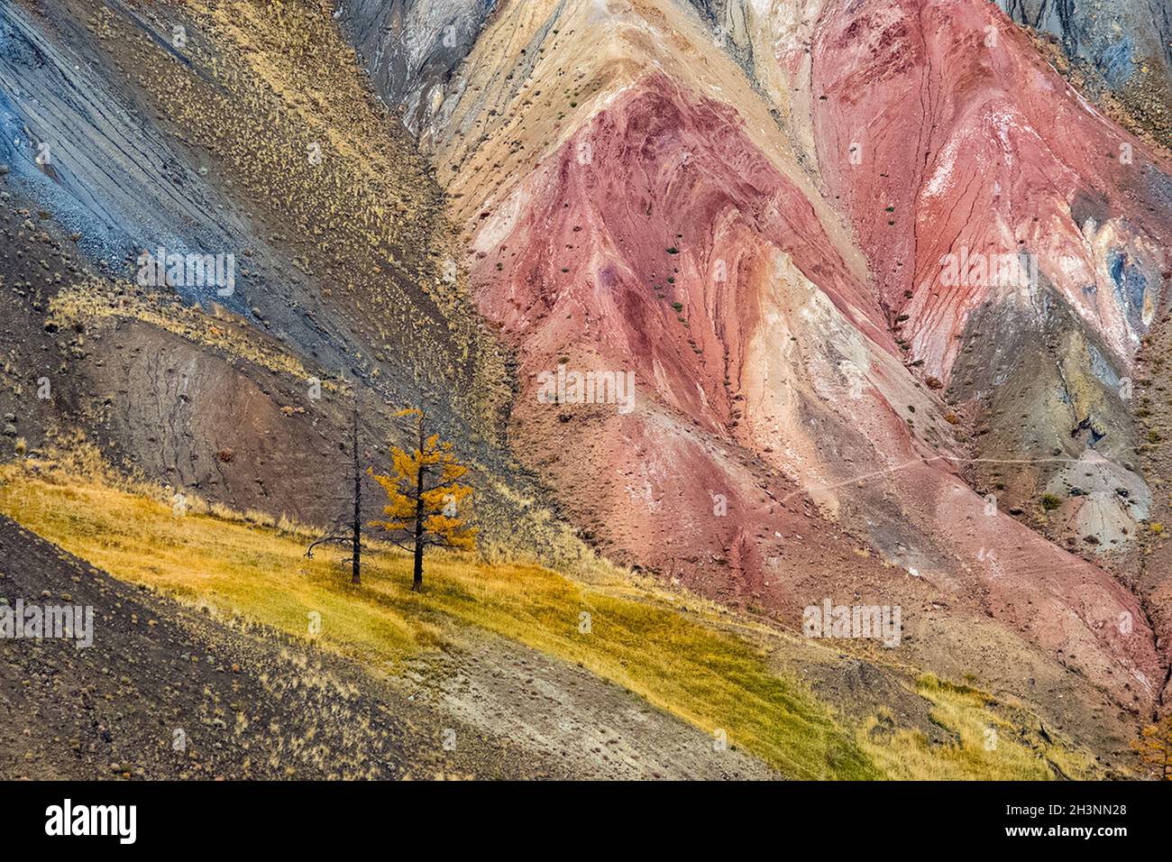 Colorful hills on the altai. Two lonely trees on mountain Stock Photo ...