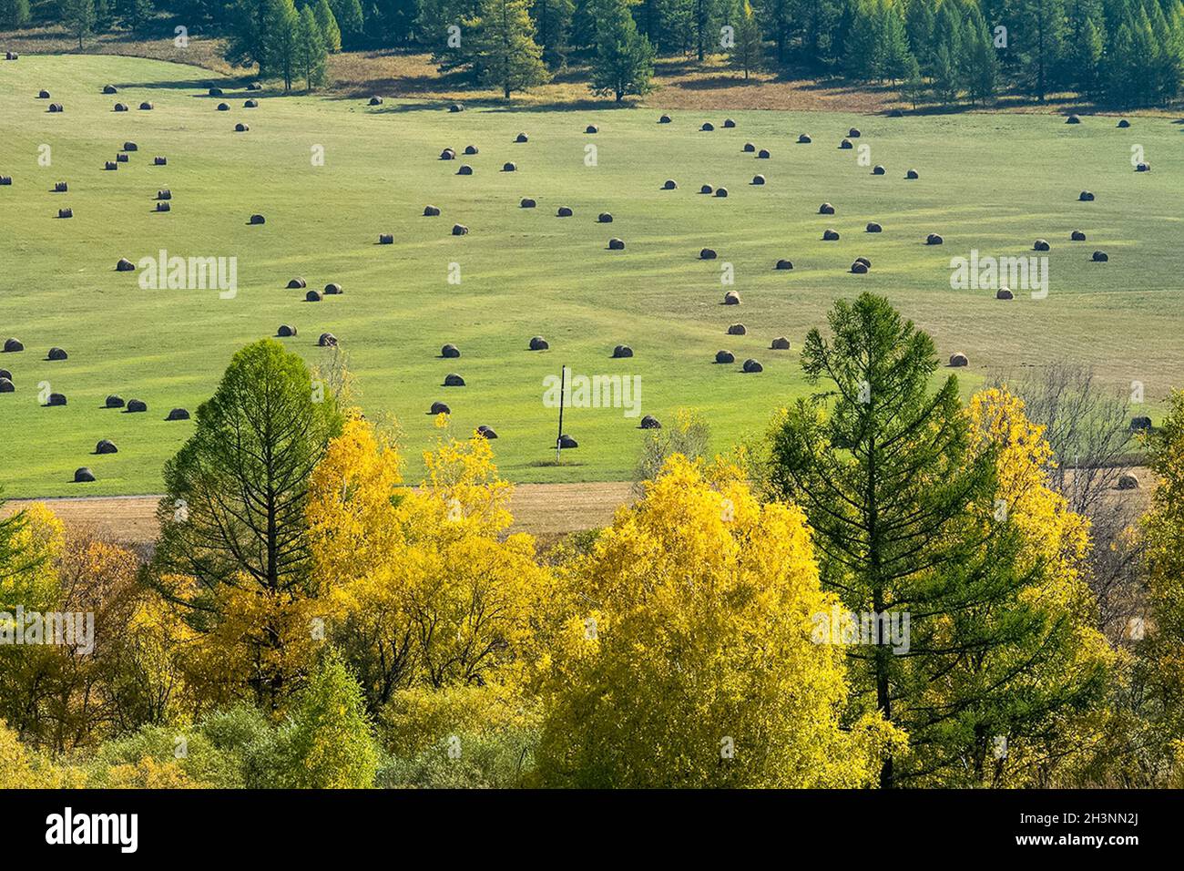Altai Mountains Pine Trees High Resolution Stock Photography and Images ...