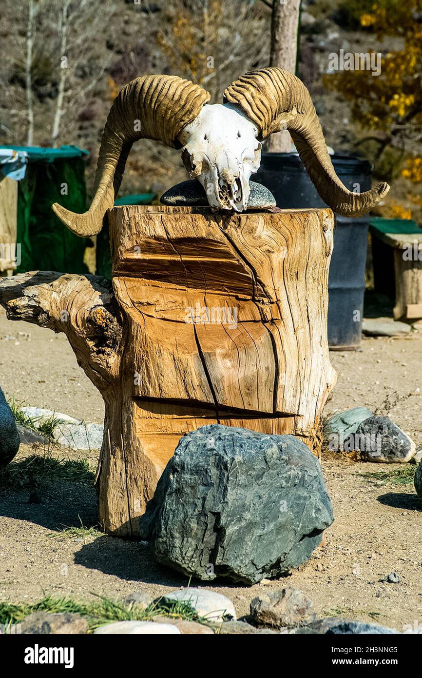 Real horns hi-res stock photography and images - Alamy