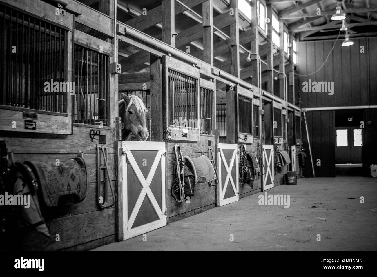 Inside horse stable Black and White Stock Photos & Images - Alamy