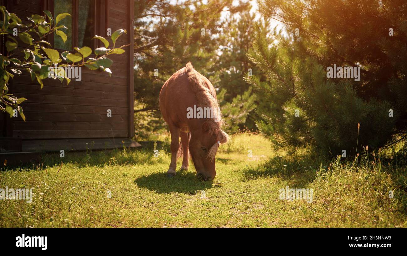 Little charming light brown pony horse pinches green grass outdoor ...