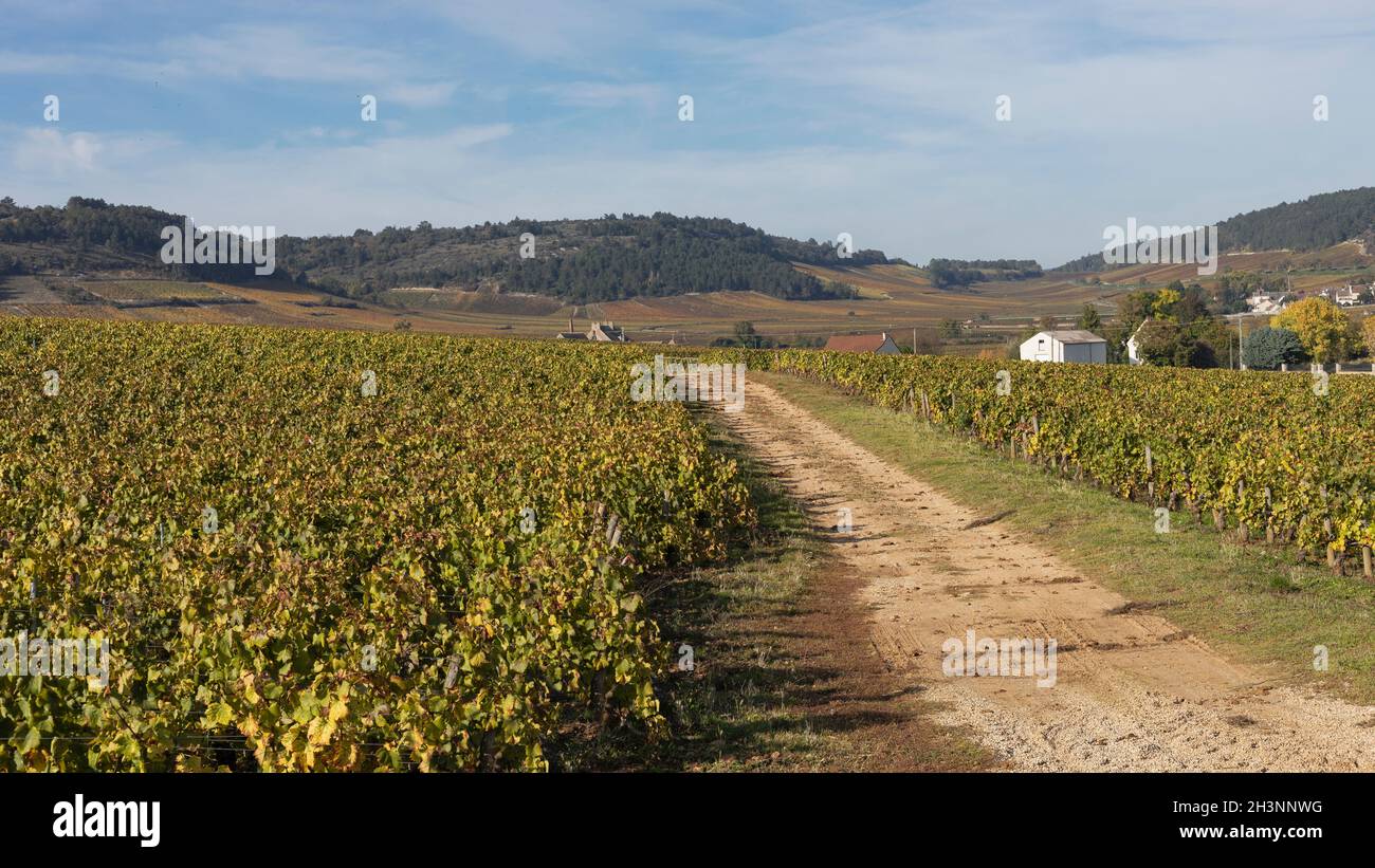 Meursault grape harvest hi-res stock photography and images - Alamy