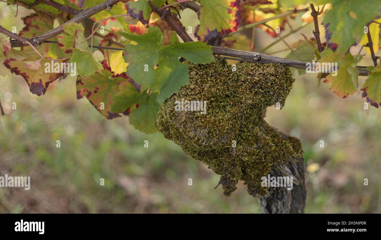 Old vines trained in hi-res stock photography and images - Alamy