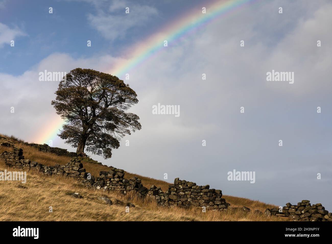 Moors yorkshire tree hi-res stock photography and images - Alamy