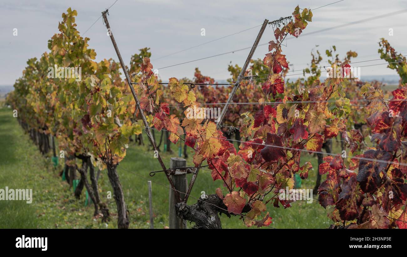 Tall structure used for training vines in the vineyard Stock Photo - Alamy