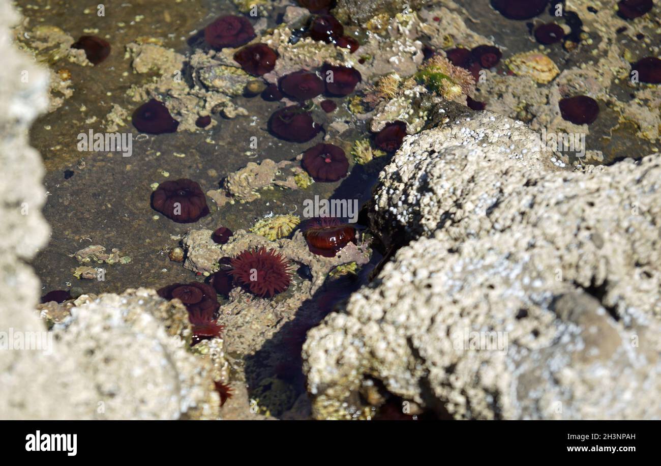 Atlantic clams hi-res stock photography and images - Alamy