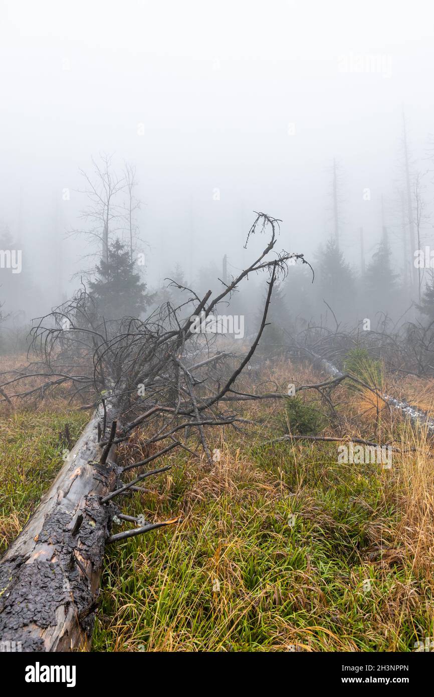 Harz National Park Dead trees in the mist Ghost forest Stock Photo - Alamy