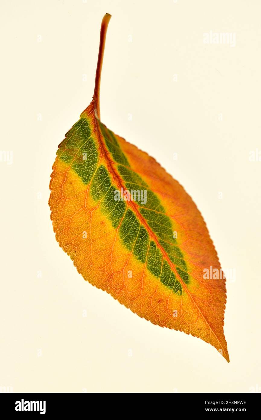 Pyrus Calleryana Aristocrat Fall Color